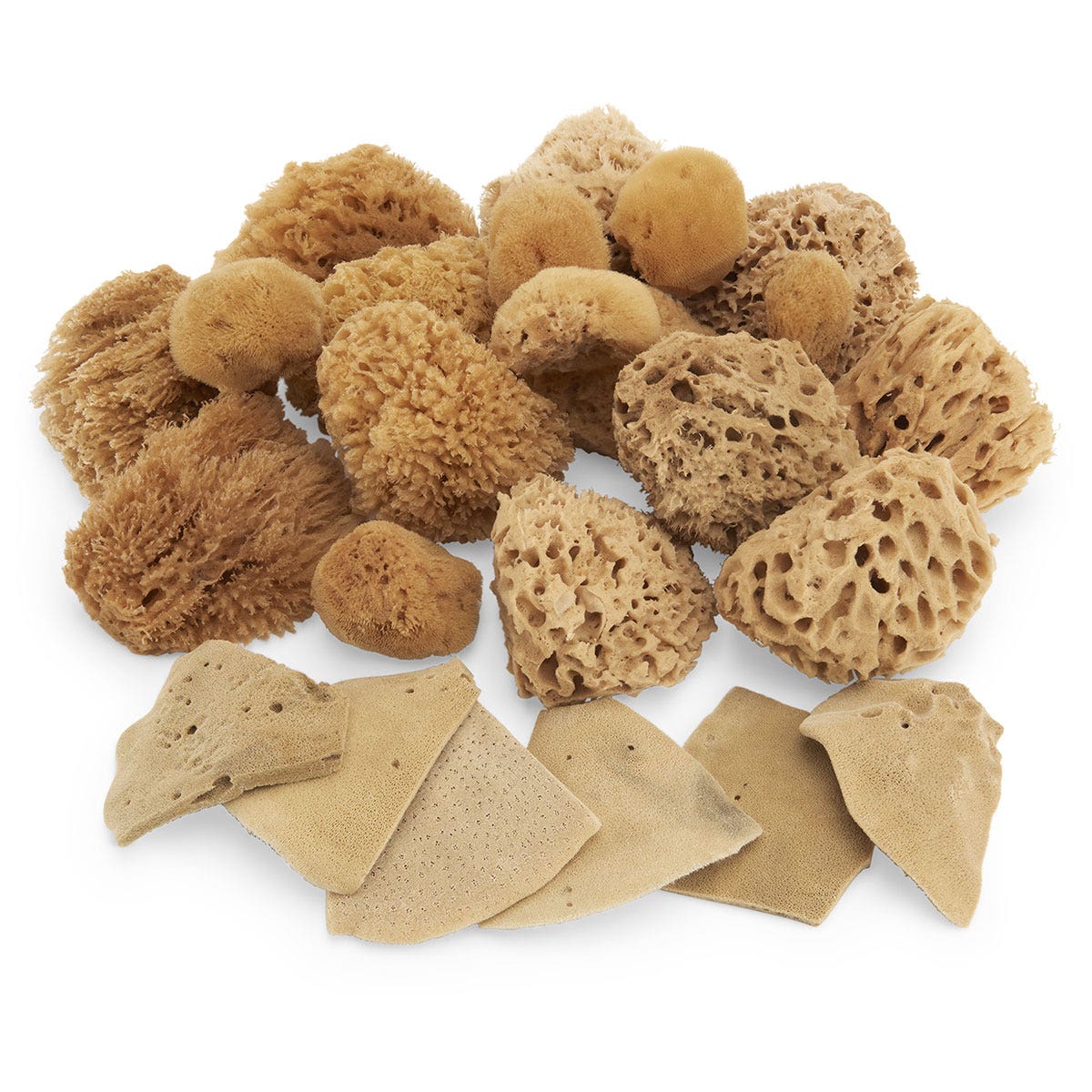 Natural Sponge Classroom Assortment - Set of 24 - Nasco Education