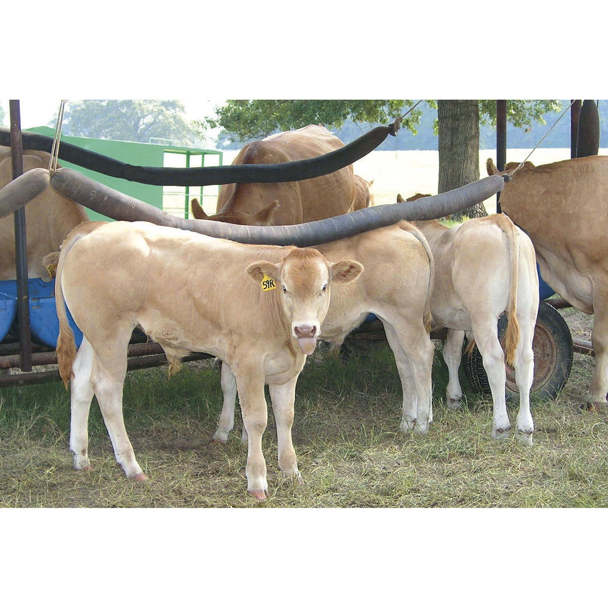 Cow Life-Cattle Rub®