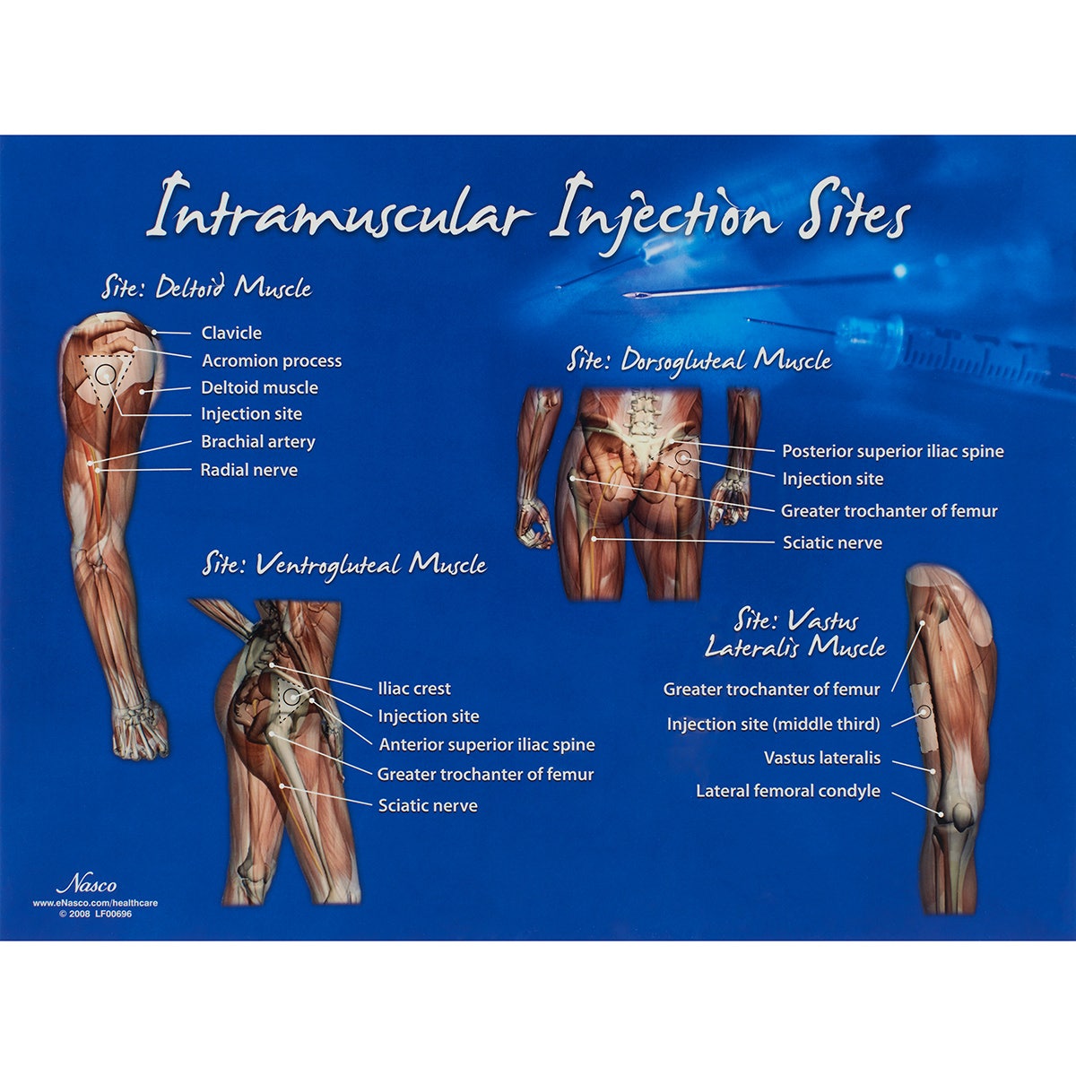 Intramuscular Injection Simulators – Nasco Education