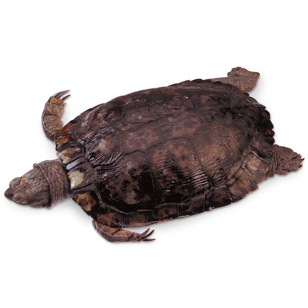 Preserved Turtle 6 in. to 8 in., Preserved - Nasco Education