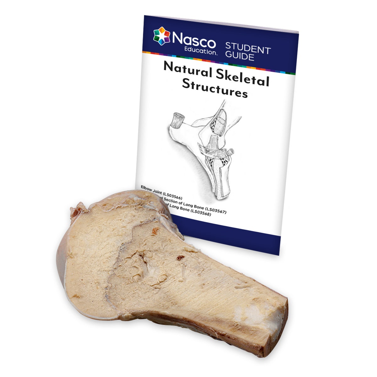 NASCOGuard®, Natural Skeletal Structures - Longitudinal Section of Bone ...