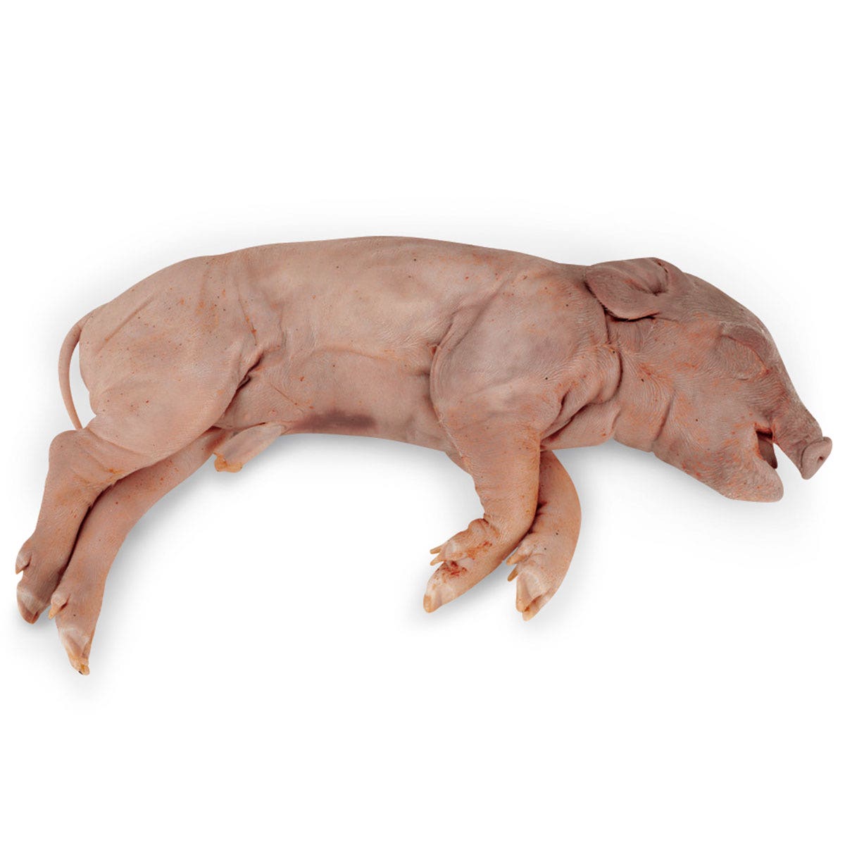 NASCOGuard Fetal Pig, 10–13 in., Preserved | Nasco Education