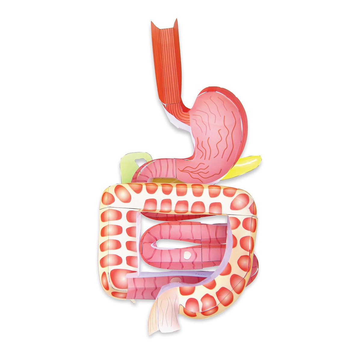 NewPath Learning® Digestive System 3D Model Making Kit - Nasco Education