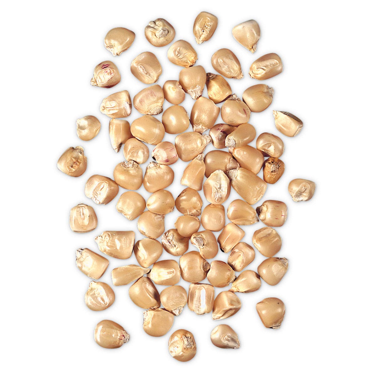 Field Corn Seeds for Germination - Nasco Education