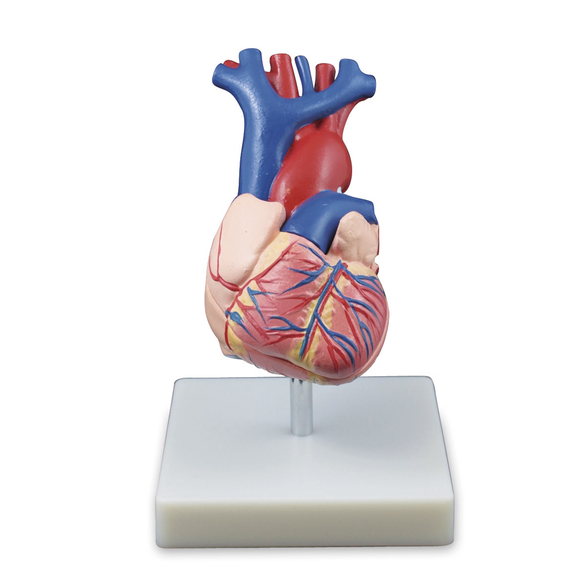 Life-Size Heart Model - Nasco Education