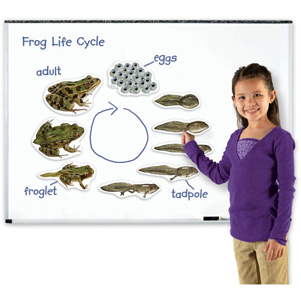 Giant Magnetic Frog Life Cycle Set