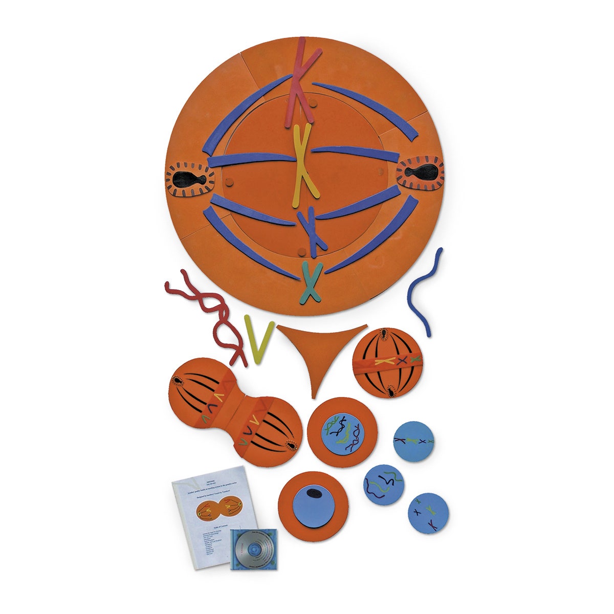 Mitosis Manipulatives Kit - Nasco Education