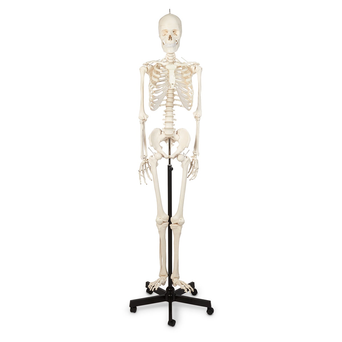 Full-Size Flexible Skeleton - Nasco Education