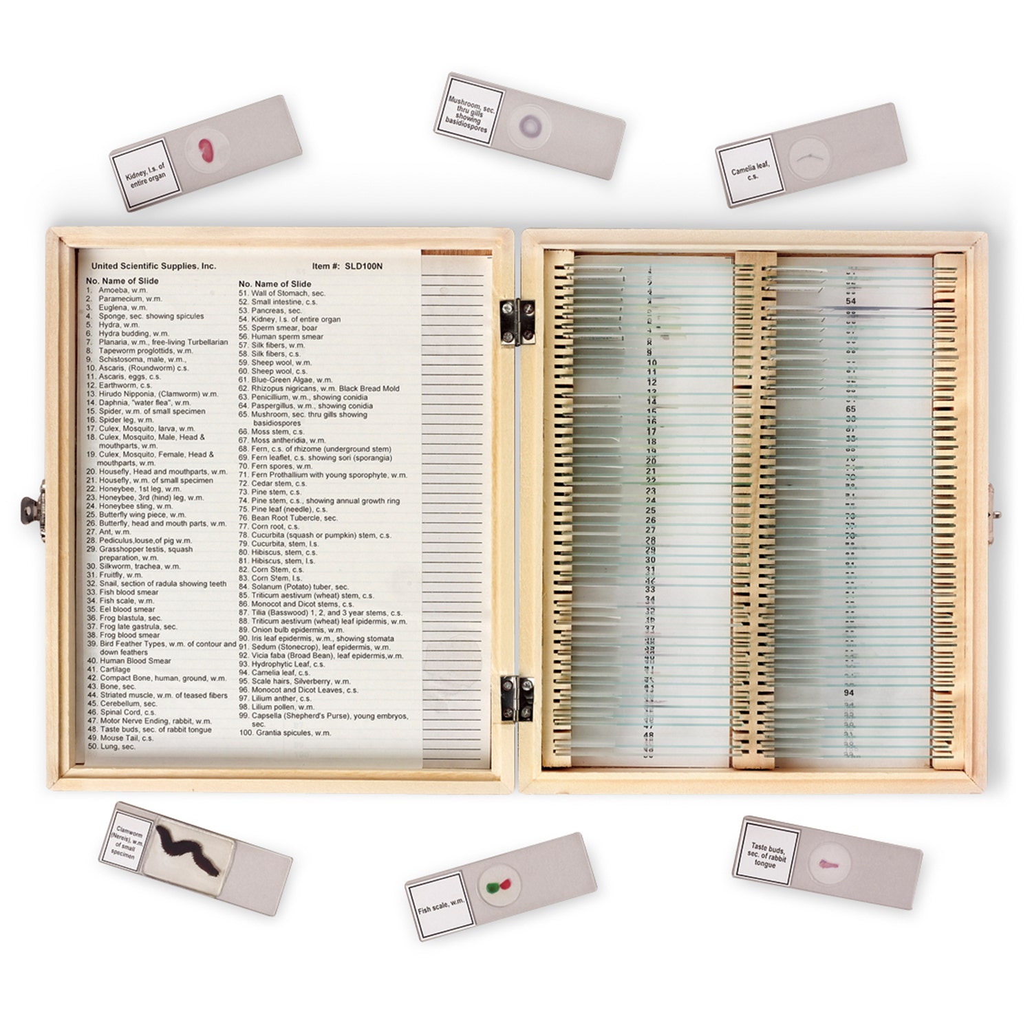 General Biology Survey Slide Set - Nasco Education