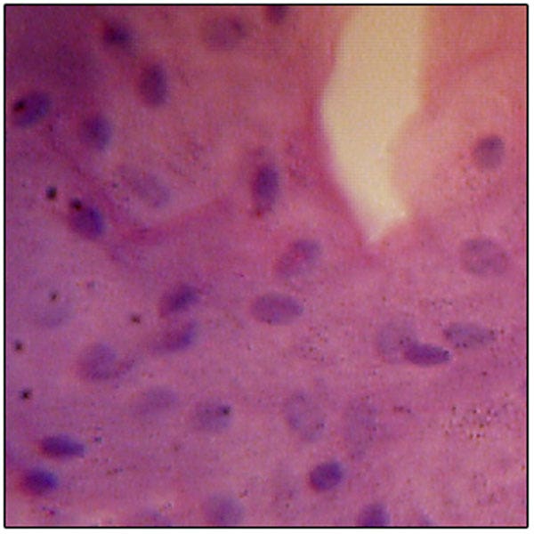 Microscope Slide: Epithelium - Squamous - Nasco Education